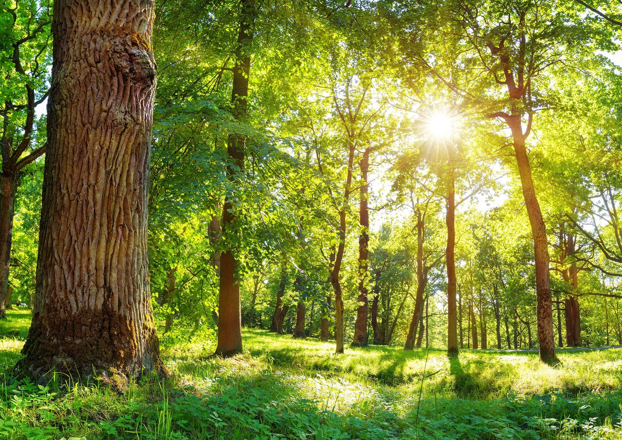 Rising heat: The hidden danger of summer as trees unexpectedly shed ...