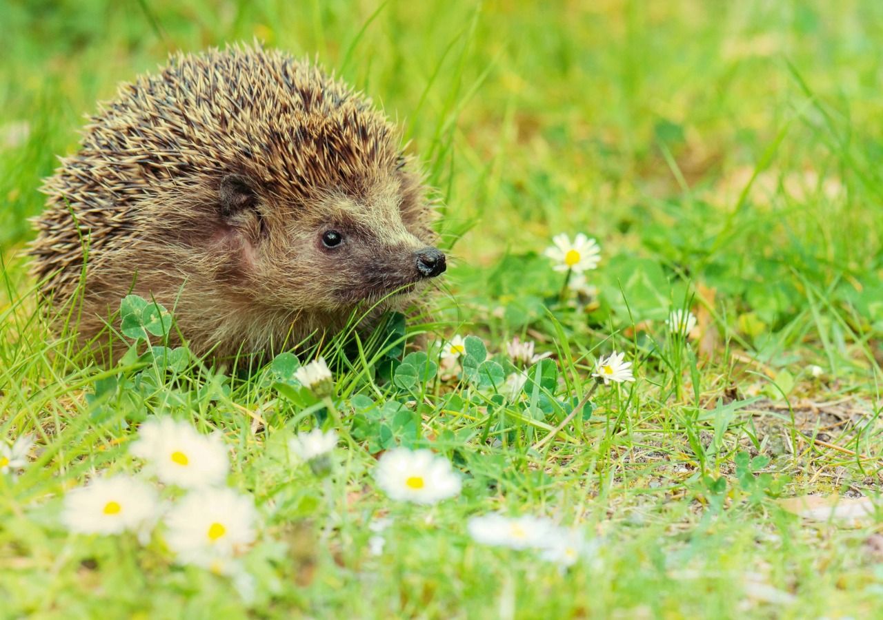 Roadmap for nature recovery in Hertfordshire