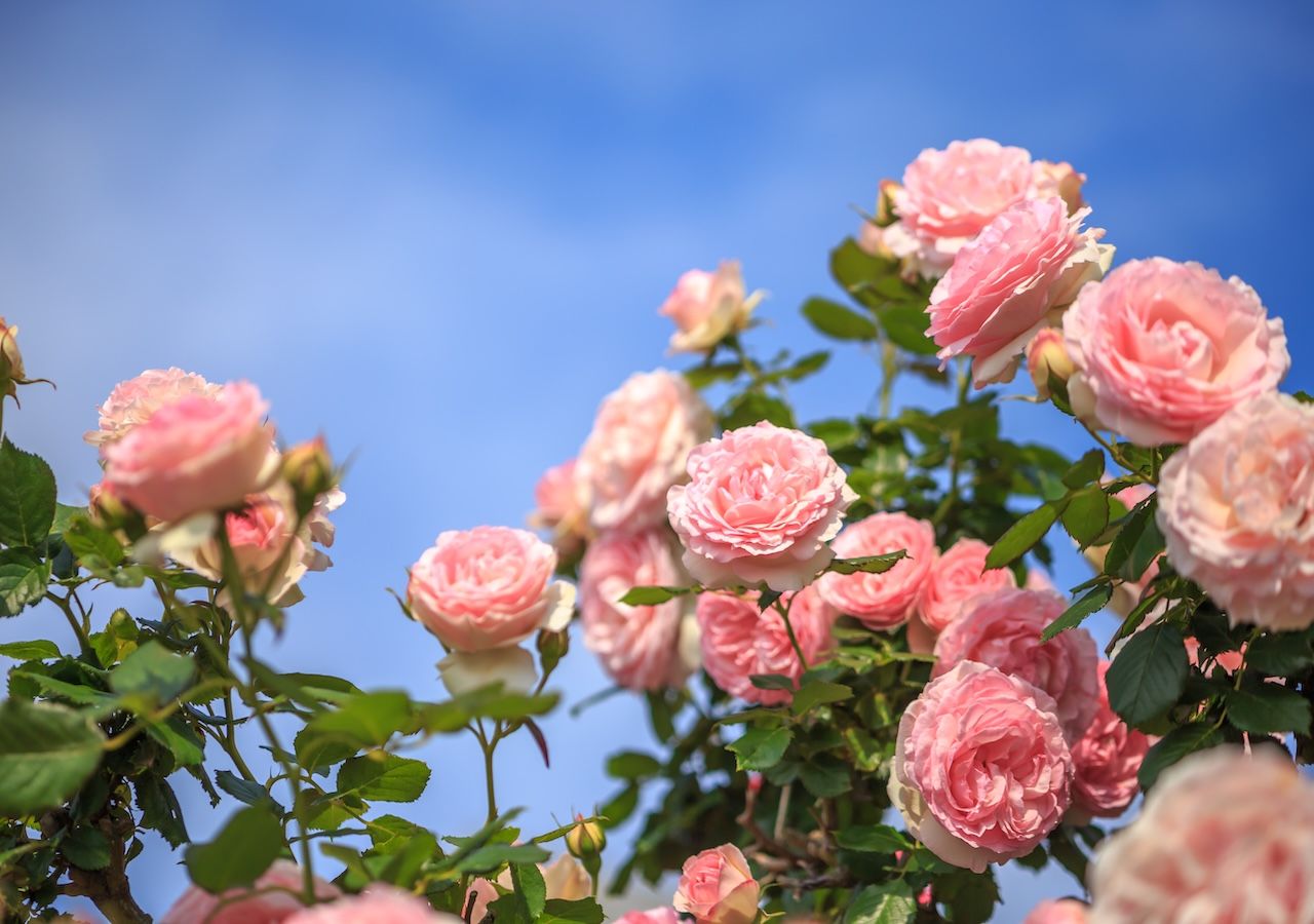 Roses will thrive: The power of companion plants to combat black spot ...