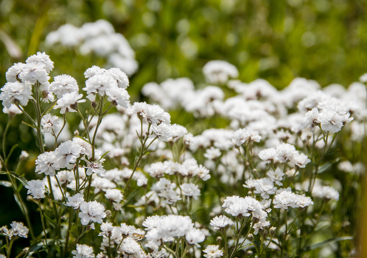 ¿Sabes qué significa la Flor de Nube? El color y sentido de las flores ...