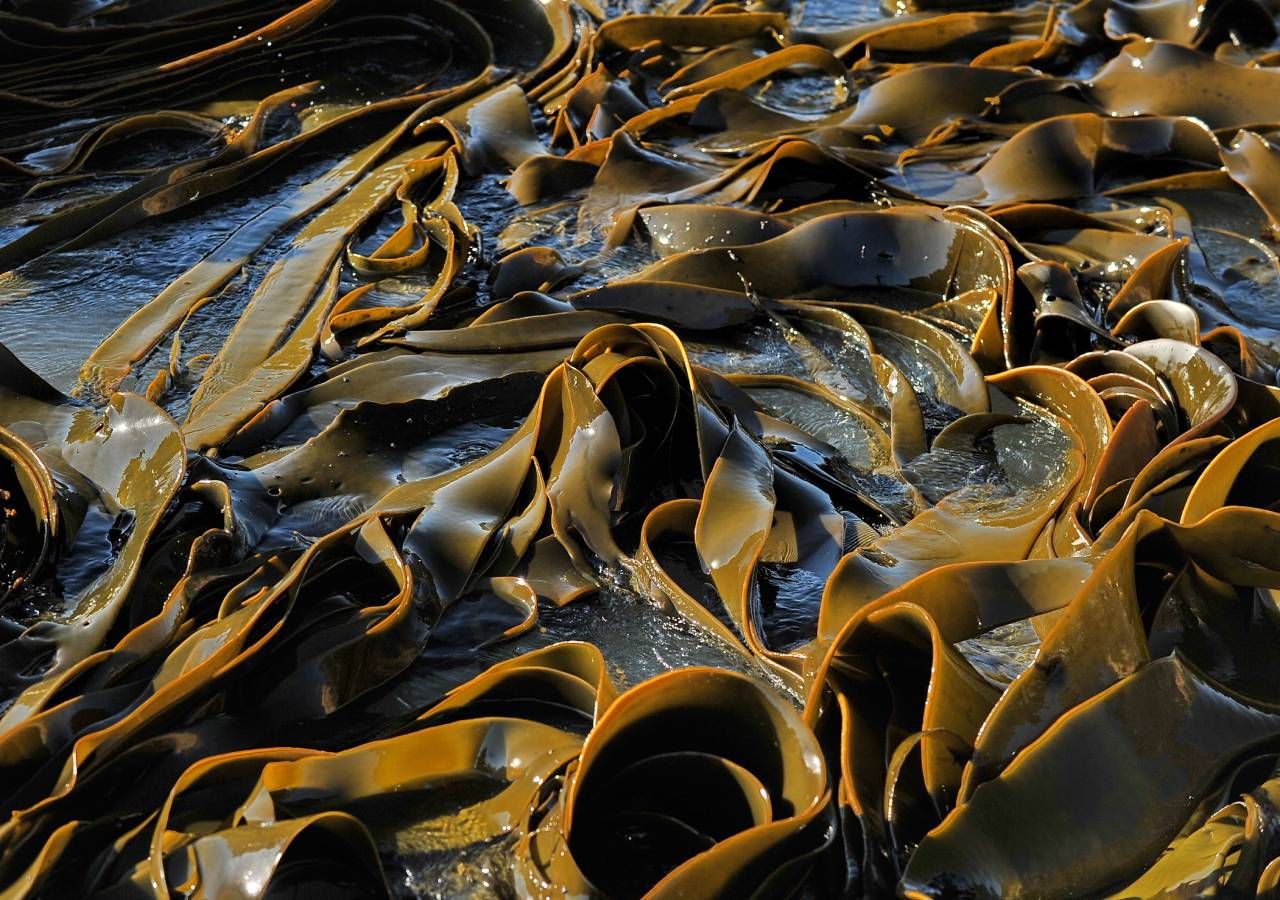 Wussten Sie, dass Meeresalgen den Pflanzen in Ihrem Garten zugute ...