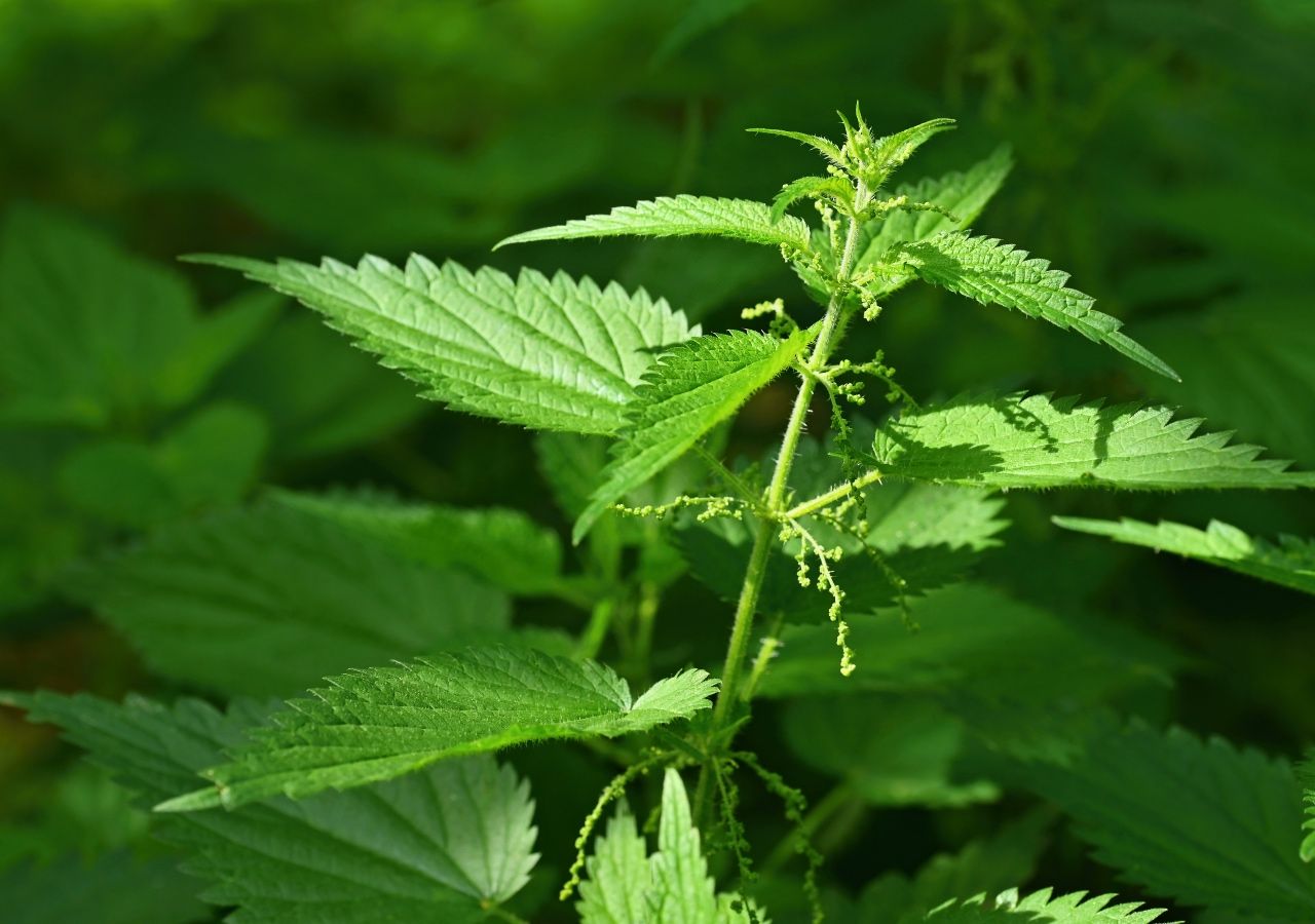 ¿Sabías que la ortiga puede ayudar a aliviar el dolor de las articulaciones y combatir ...