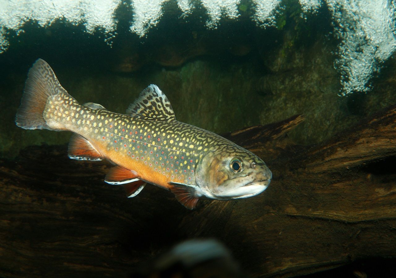 Salmon deaths in Scottish fish farms double in a year