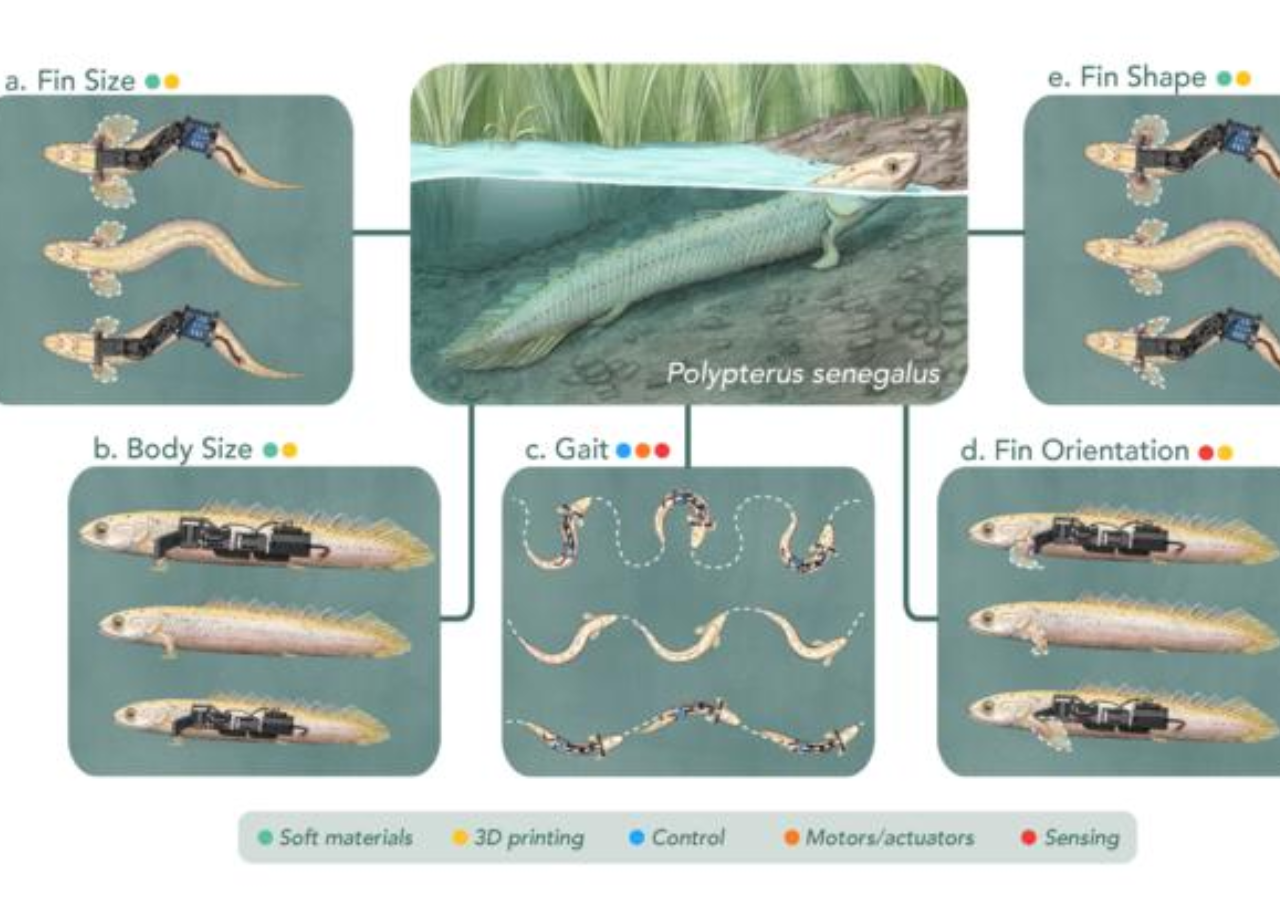 Scientists are using "Palaeo-robots" to help understand how fish ...
