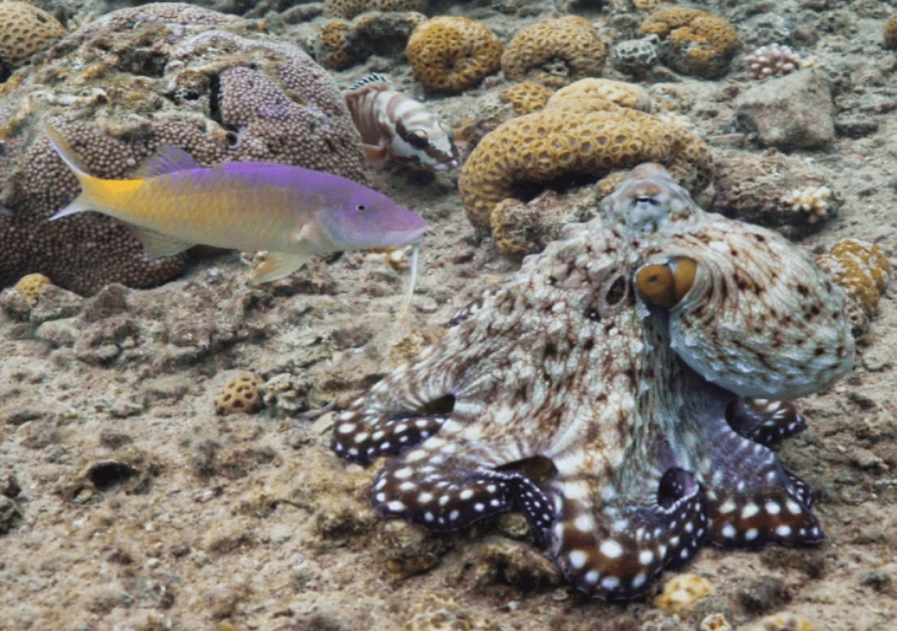 Captured on camera: Octopuses hunt in groups with fish and punch them ...