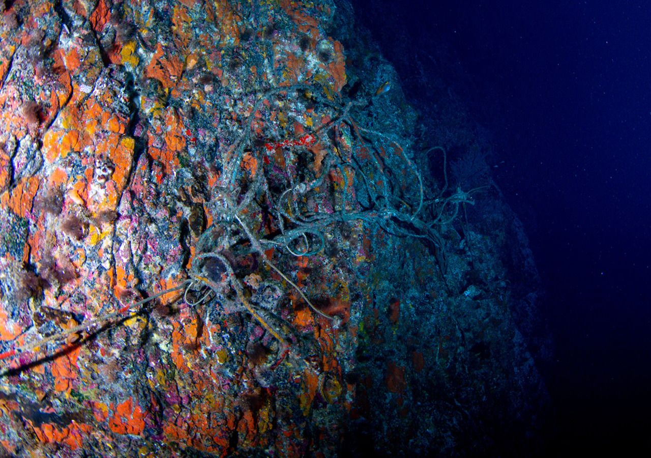 Scientists find plastic in almost all coral reefs on Earth