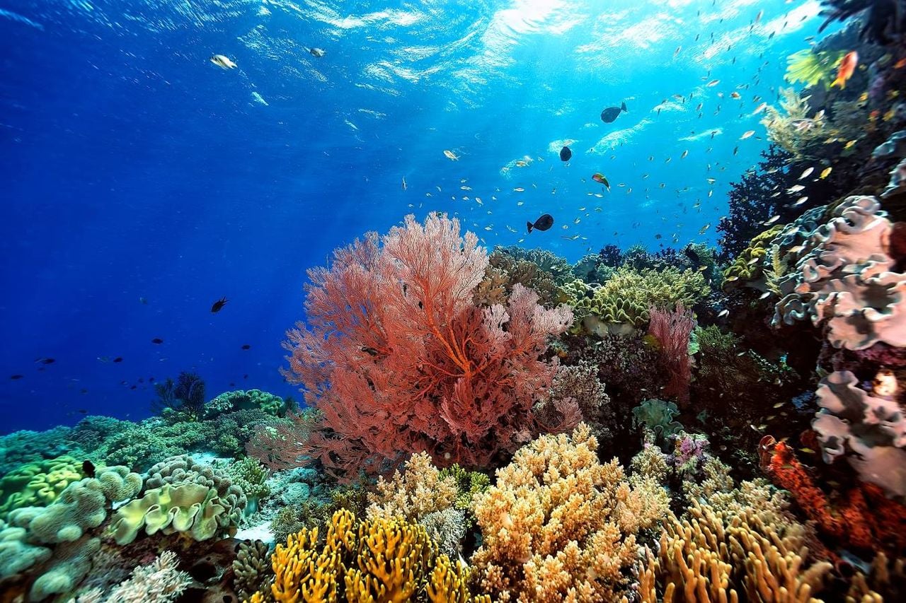 Scientists had to make a new scale for coral bleaching because ocean ...