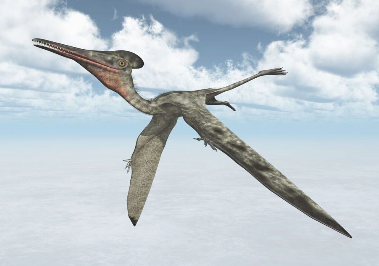 Esqueleto De Dinossauro Teradactilo Se Agrandó La Familia: Un Nuevo