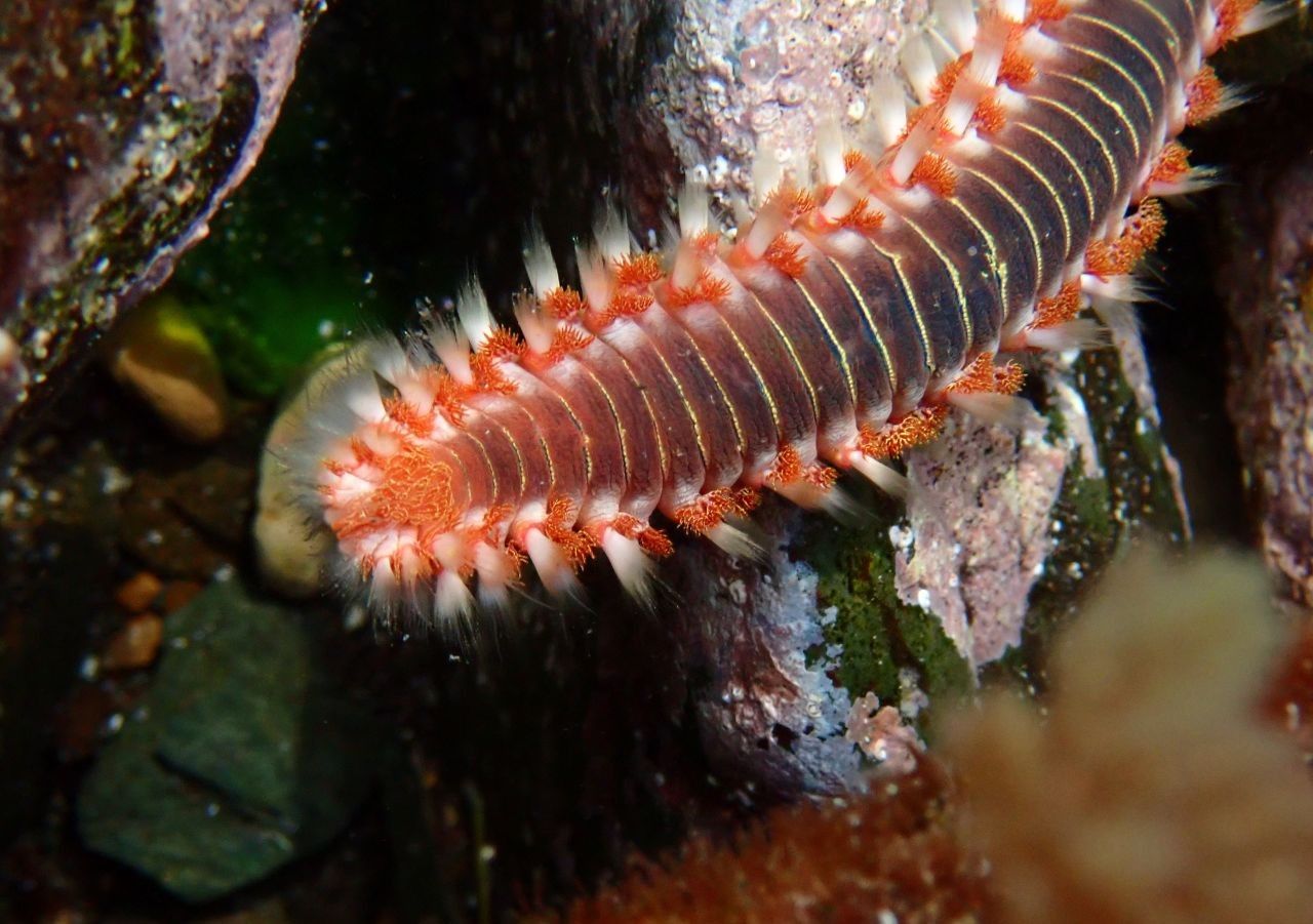 Se nuotate su fondali rocciosi attenzione al vermocane: ecco cosa fare ...