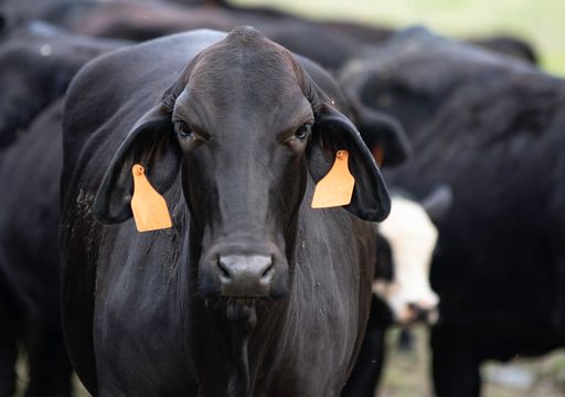 Super Cows Selective Breeding
