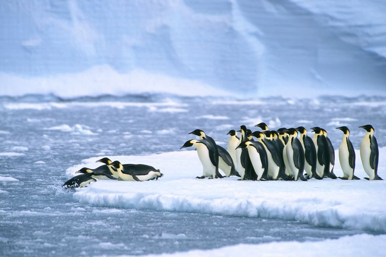 Shrinking Sea Ice Due to Climate Change Threatens Emperor Penguin and ...