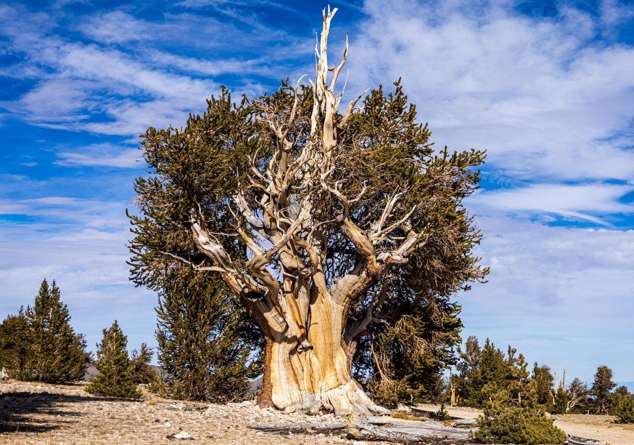 Se llama Matusalén y está considerado el árbol más antiguo del mundo ...