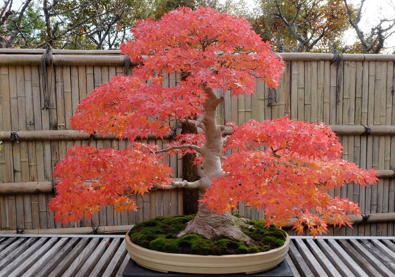 Sí, puedes tener un árbol en el balcón: esta especie crece en maceta y ...