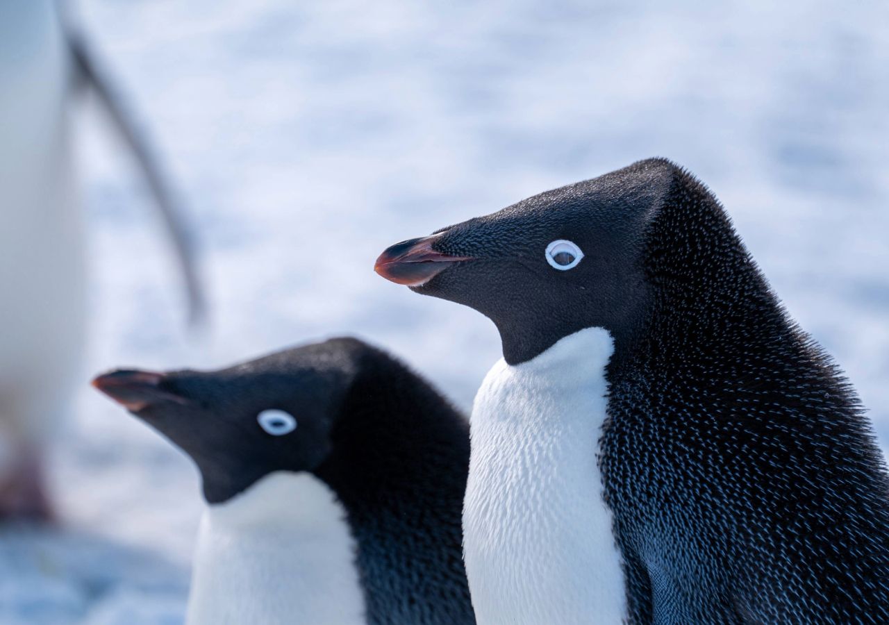 Smell of penguin poo causes Antarctic krill to make evasive manoeuvres