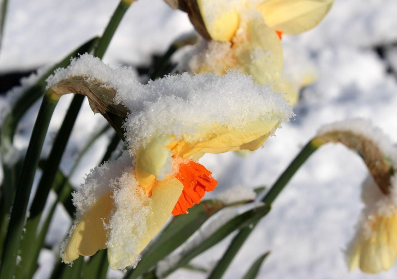 Snow hitting the UK tomorrow: these are the areas affected
