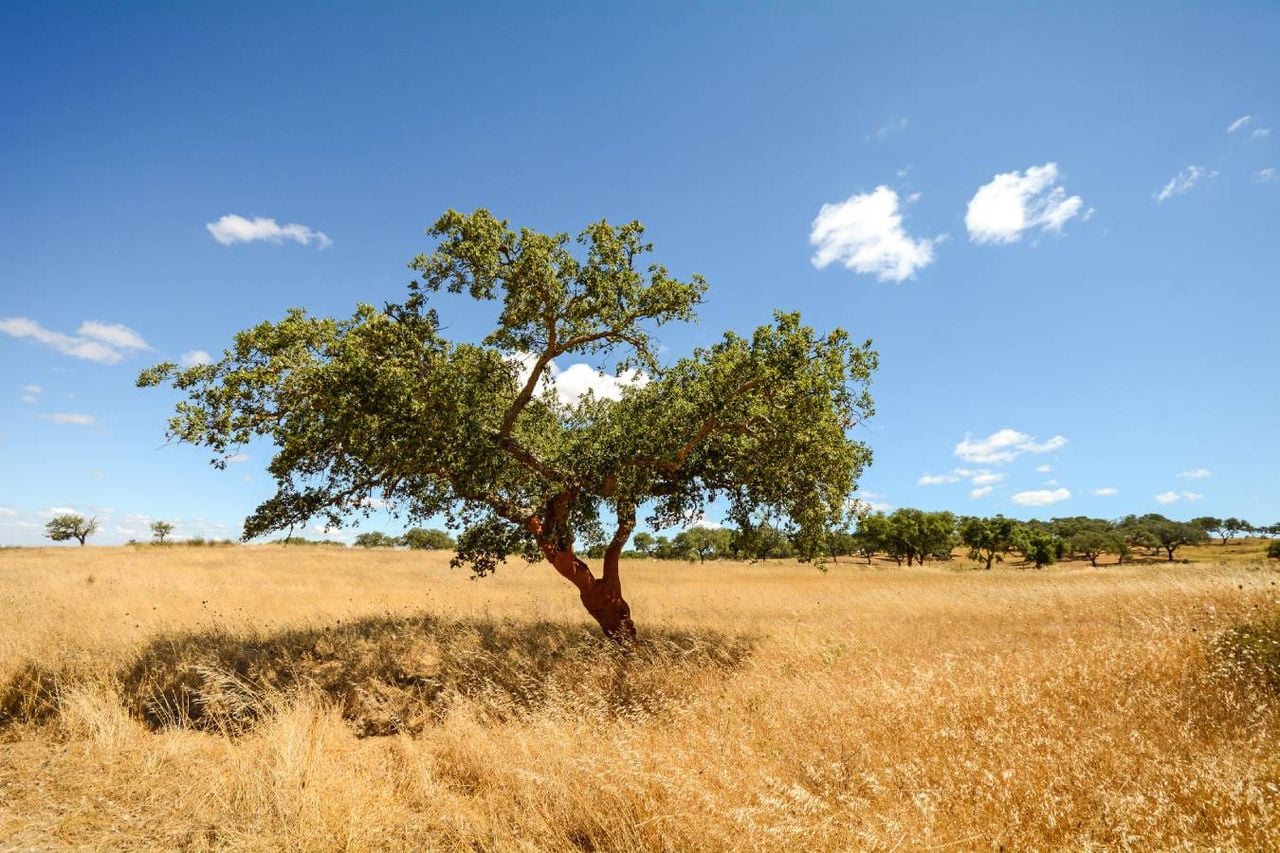 Sobreiro e azinheira: as rainhas da paisagem florestal portuguesa que ...