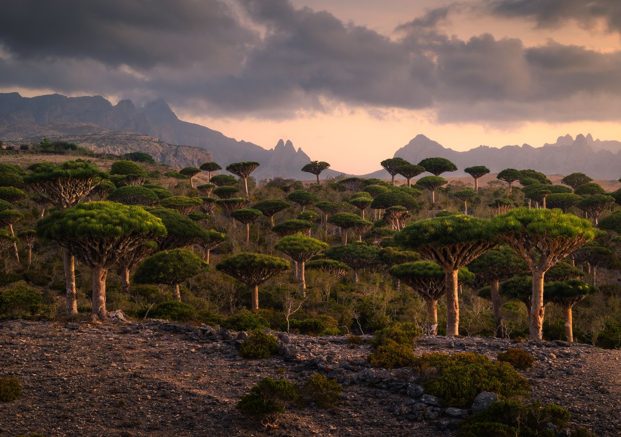 Socotra, the island in Yemen that seems like another planet but is ...
