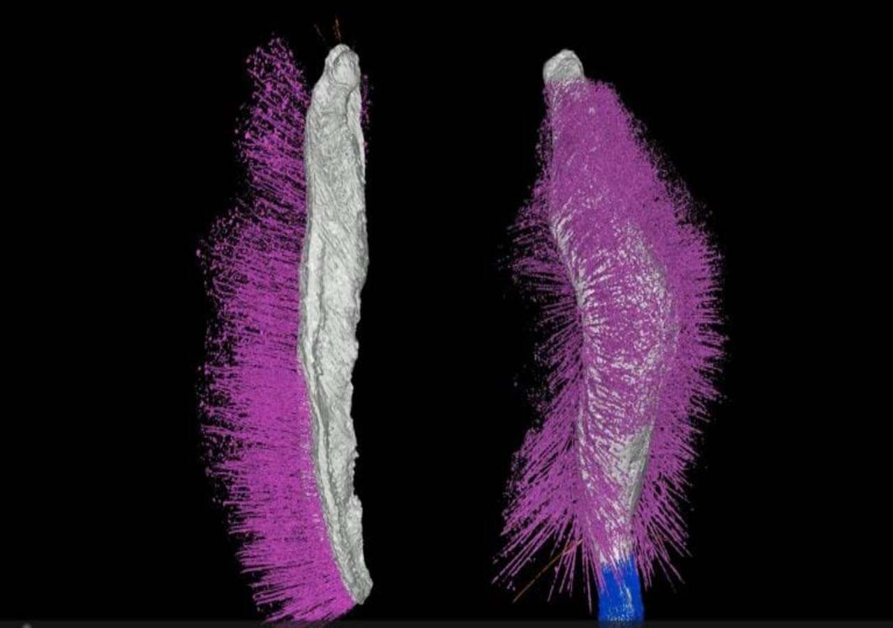 Standing out in the crowd: Ancient fossils Punk and Emo rewrite ...