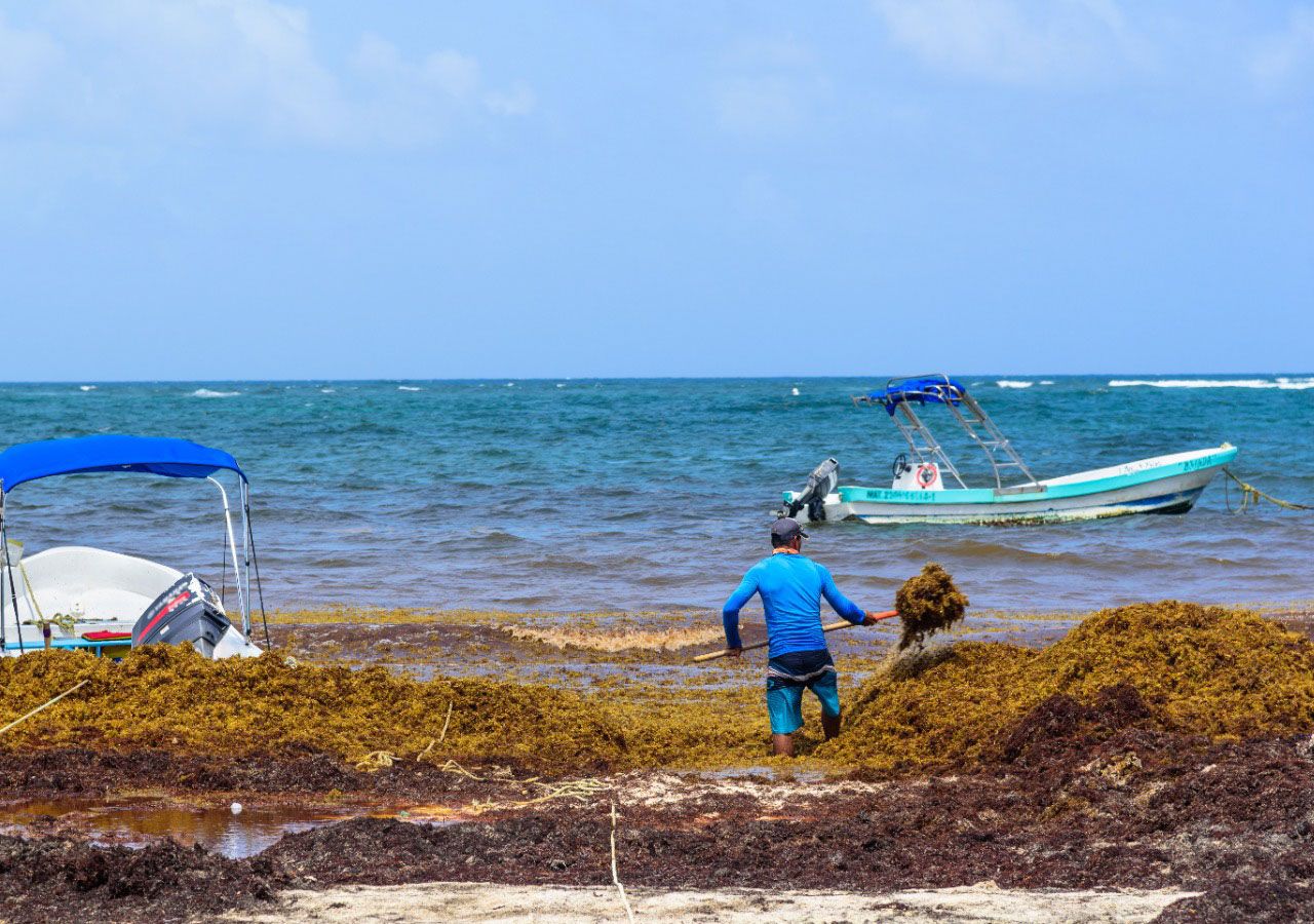 Stinky seaweed could spread north into Europe as climate warms
