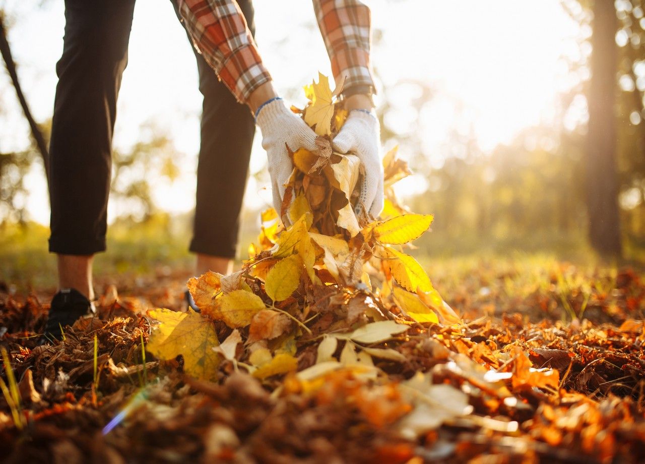 Stop ! Ne jetez plus les feuilles mortes tombées dans votre jardin ...