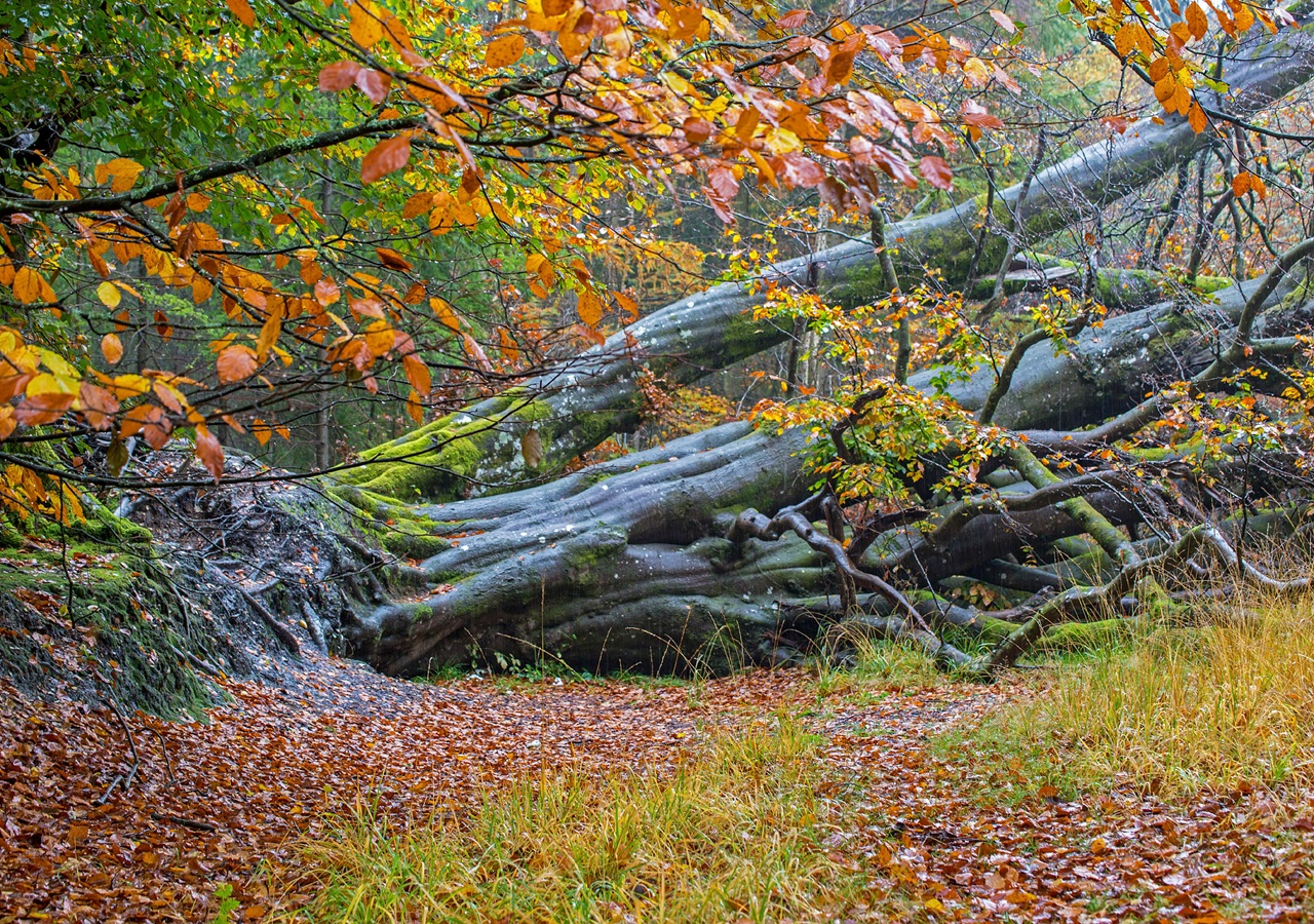 Storm Debi brings gale-force winds and rain to the UK with amber ...
