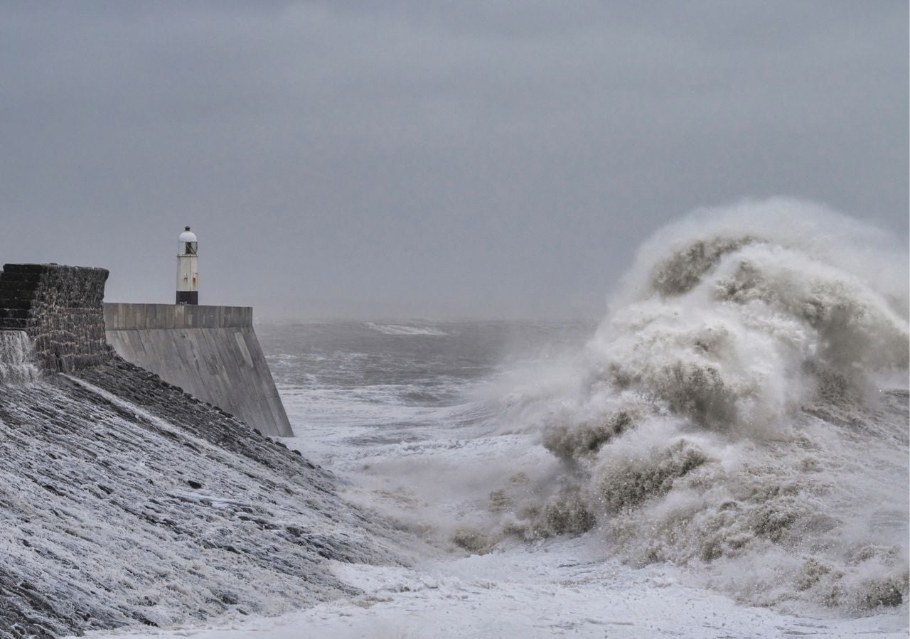 Stormy winter blamed for mass seabird deaths