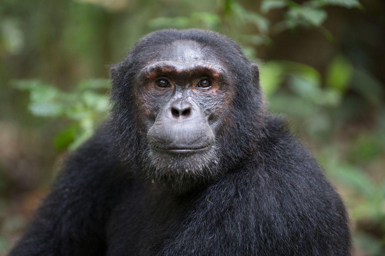 Study flips narrative on evolution of primates
