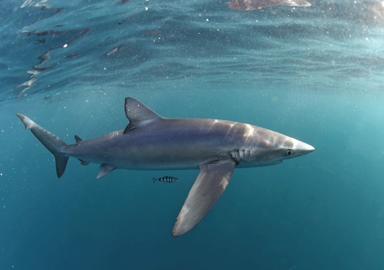 Study reveals mysterious ways sharks and rays use the ocean