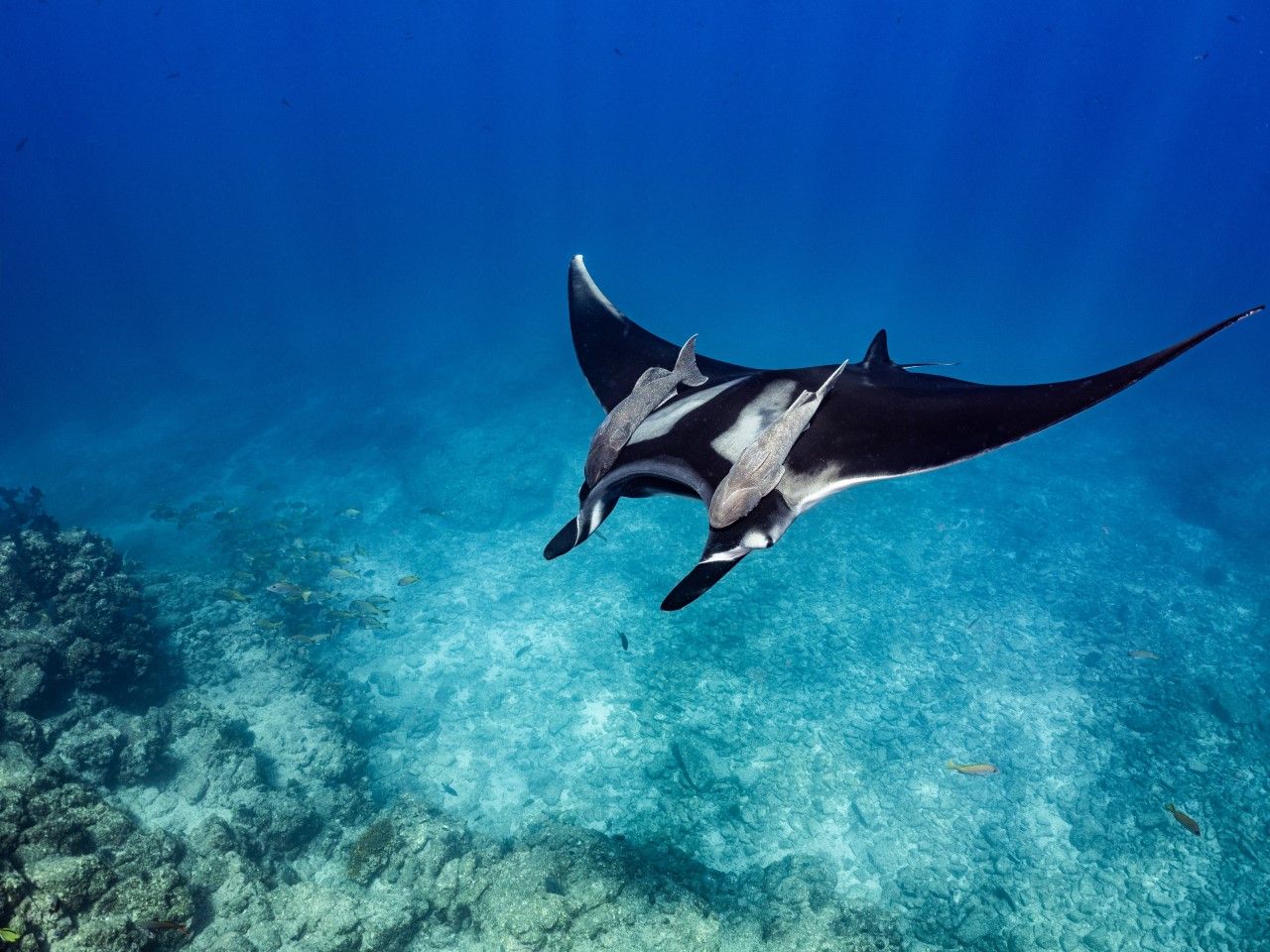 Study reveals mysterious ways sharks and rays use the ocean