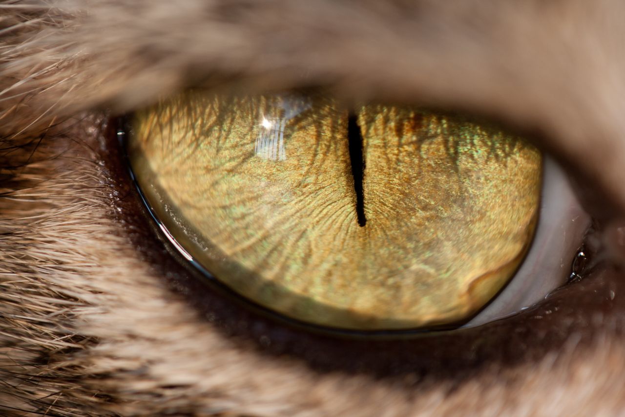 Study reveals ancestral origins of wild cats' eye colors, tracing back ...