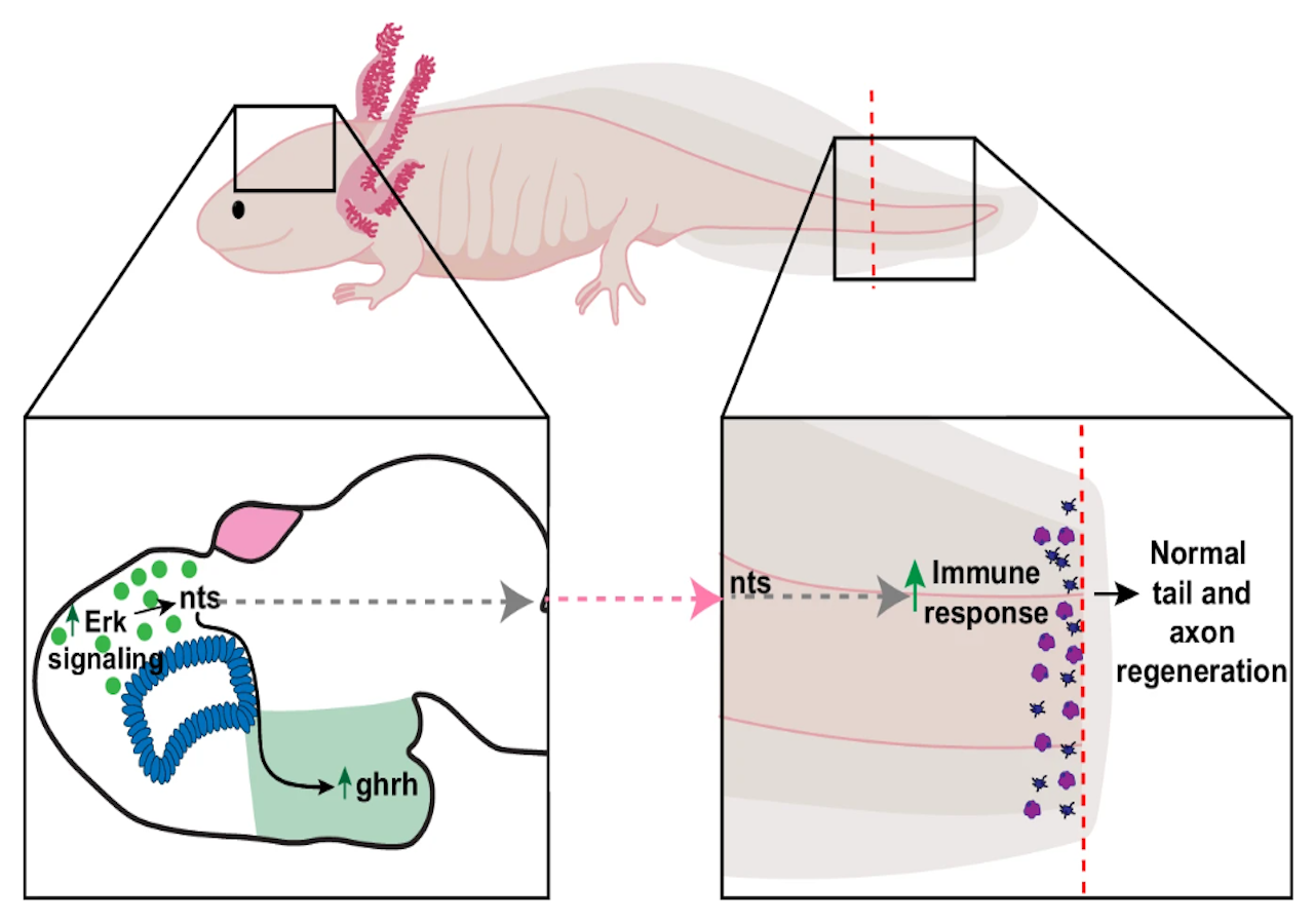 Successful tail regeneration in axolotls is mediated by neurons in the ...