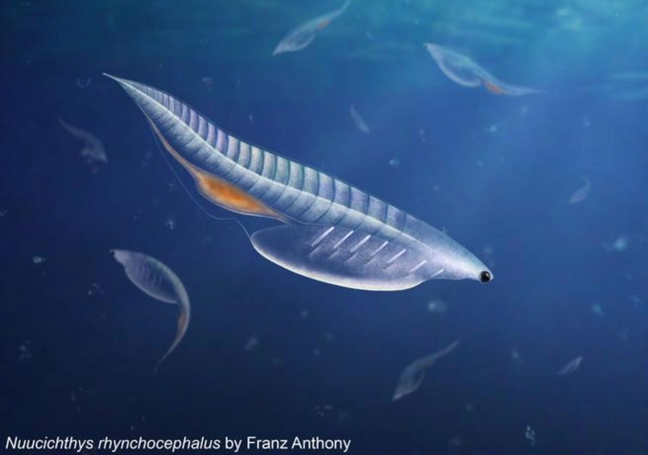 Surprise new species of Cambrian "torpedo-shaped" animal from the ...