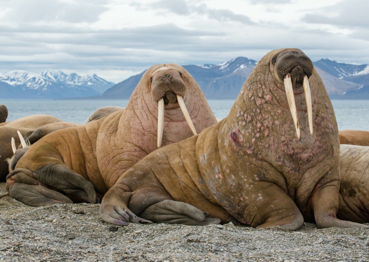 Surprise! Walrus appears on Hampshire beach