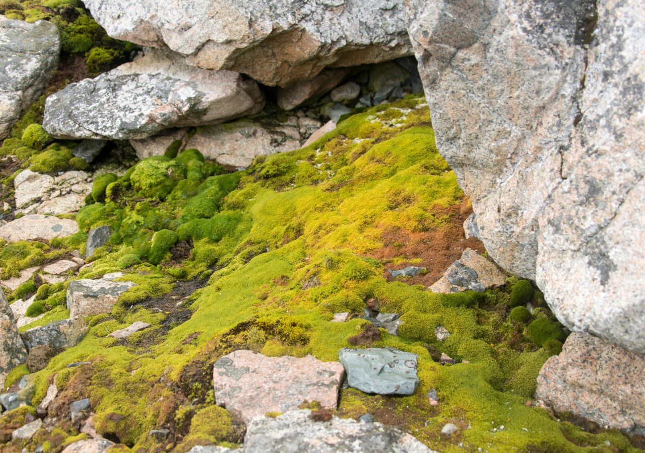 Going green; the Antarctic is changing colour at an alarming rate