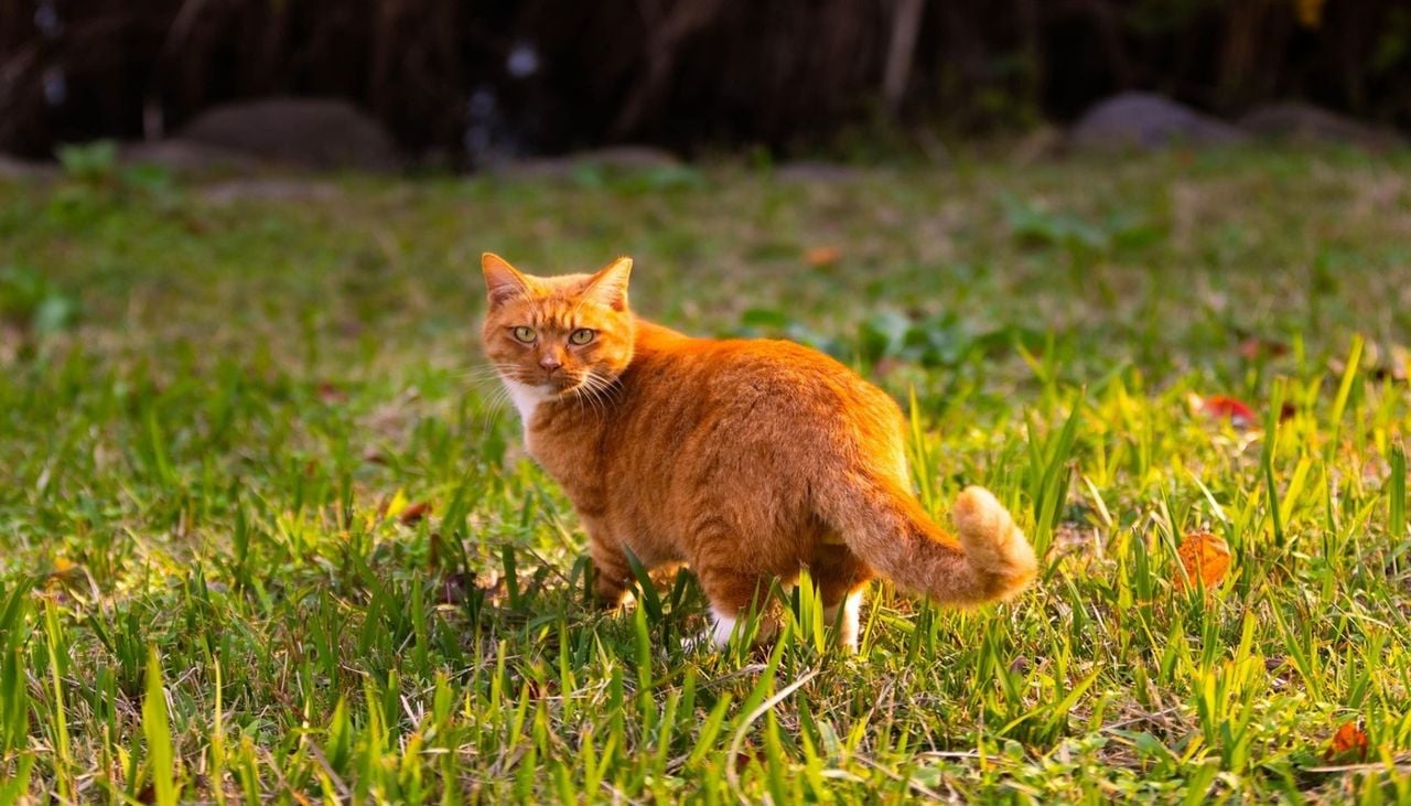 The cheap household ingredient that stops neighbouring cats using your ...