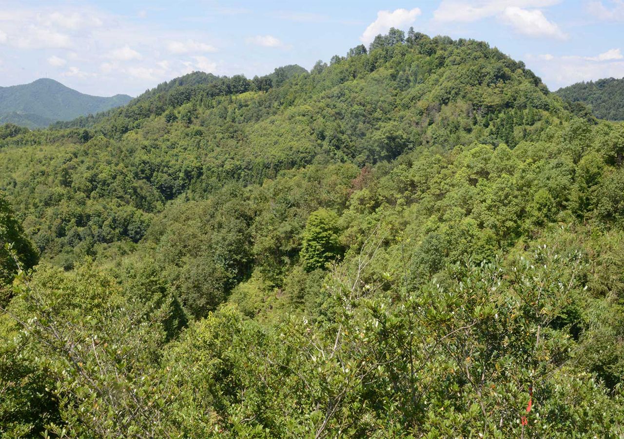 The cool effect of forests with high tree diversity