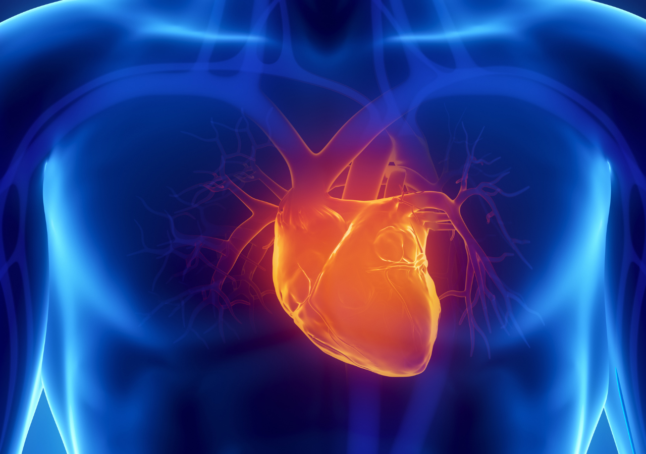 ¿Tiene el corazón un ‘minicerebro’ para controlar los latidos? Esto es ...