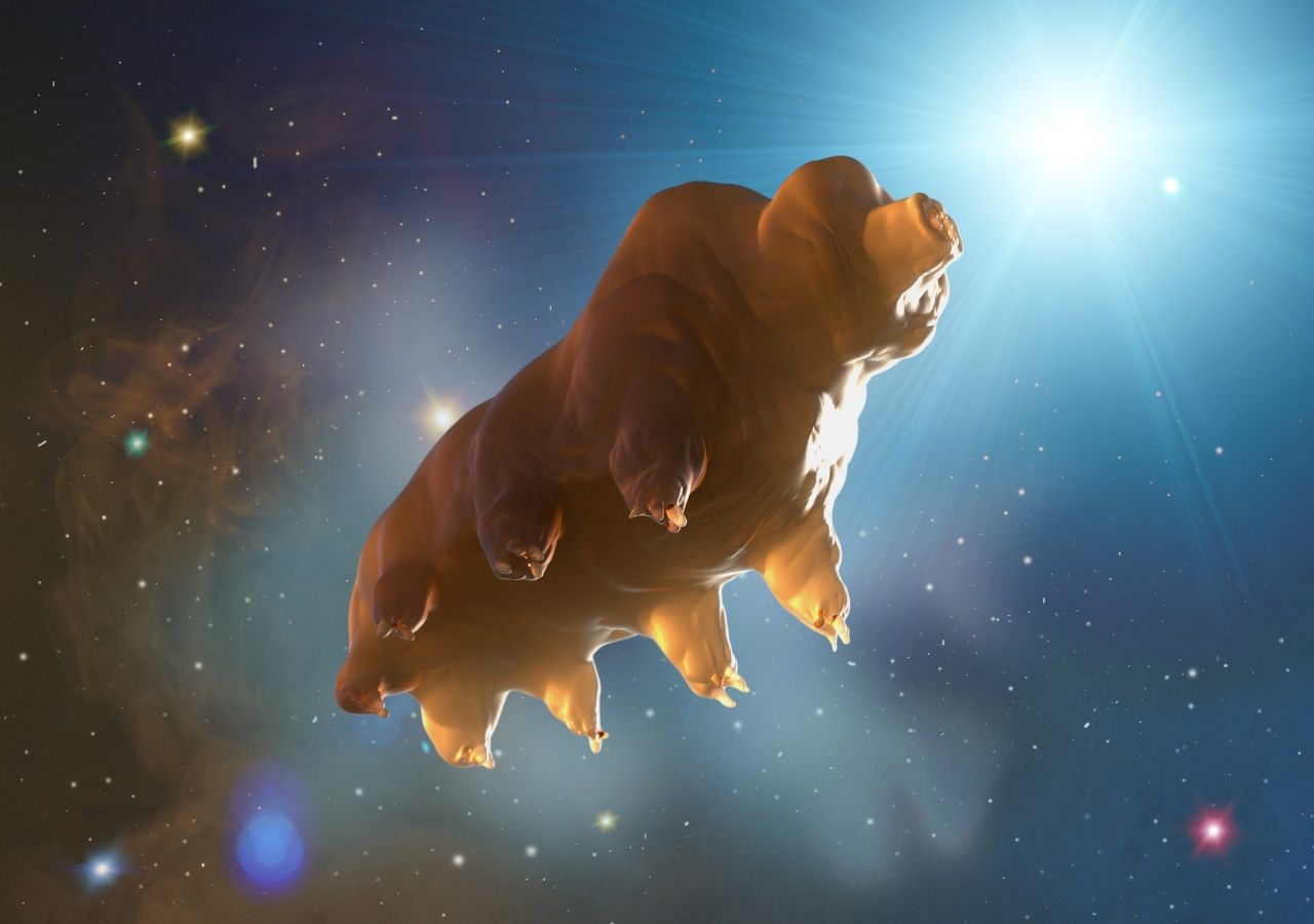 Does it have superpowers? Why is this tiny animal the most resistant in ...