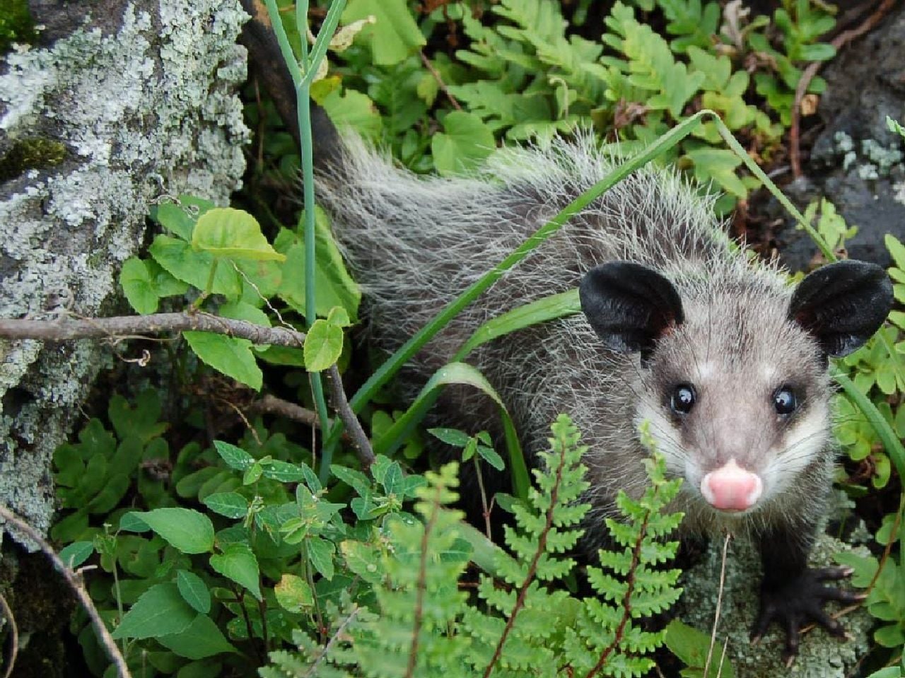 Tlacuaches en México: dónde ver al único marsupial del país y por qué ...