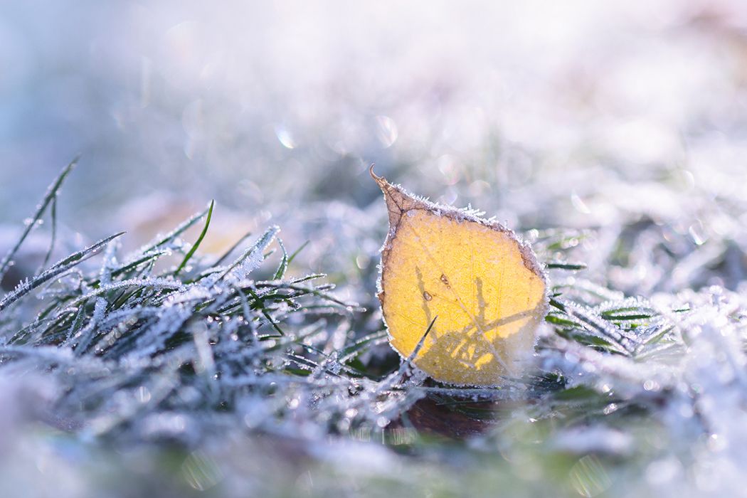 Todo lo que debes saber ante las inminentes heladas