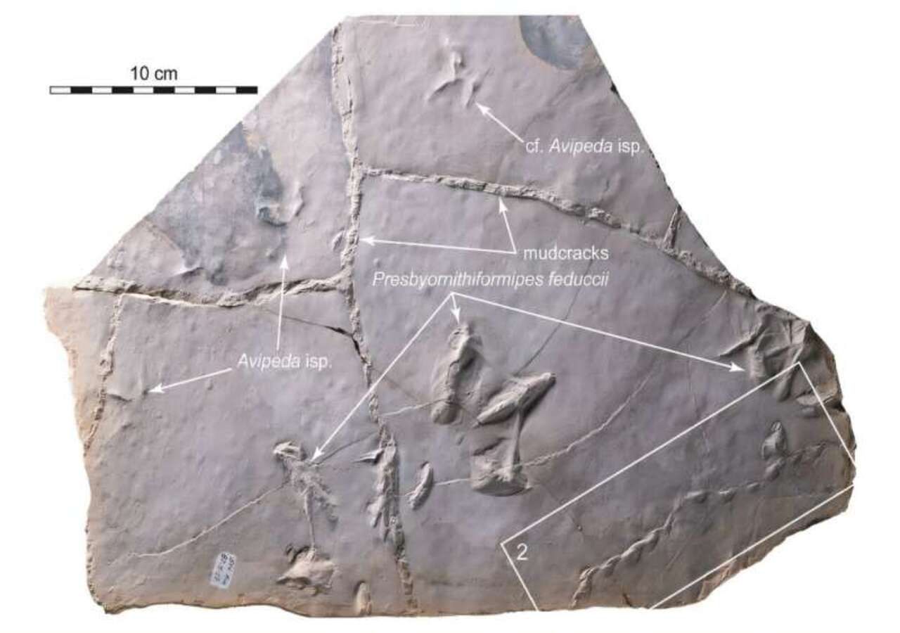 Fossils reveal intriguing behaviour of a prehistoric water bird