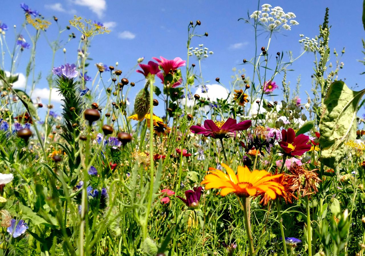 Transforming urban green spaces creates buzzing wildlife haven for ...