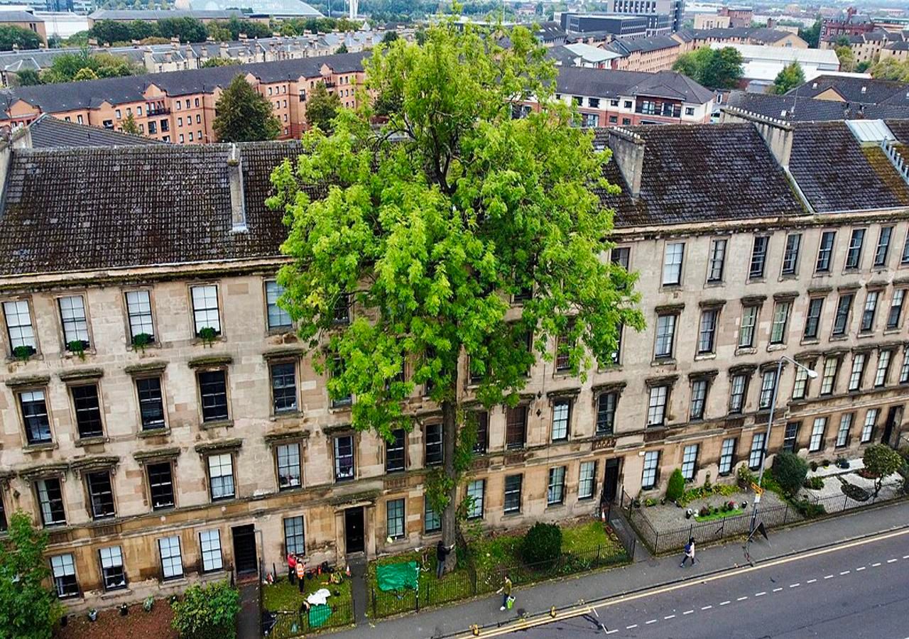Tree on a busy Glasgow road wins Tree of the Year 2025 after its ...