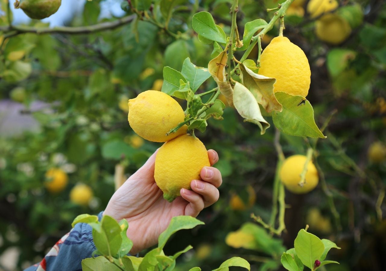Three Fruit Trees Easy To Grow And Perfect For Any Garden (And Also ...