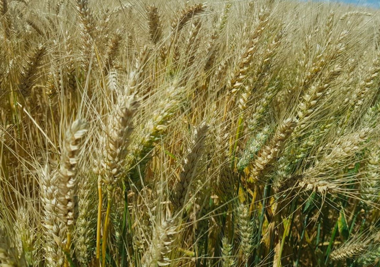 Trigo récord y siembra acelerada: el agro argentino vive una primavera excepcional