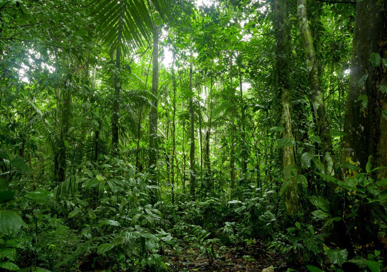 Tropical countries can reverse emissions by boosting forests