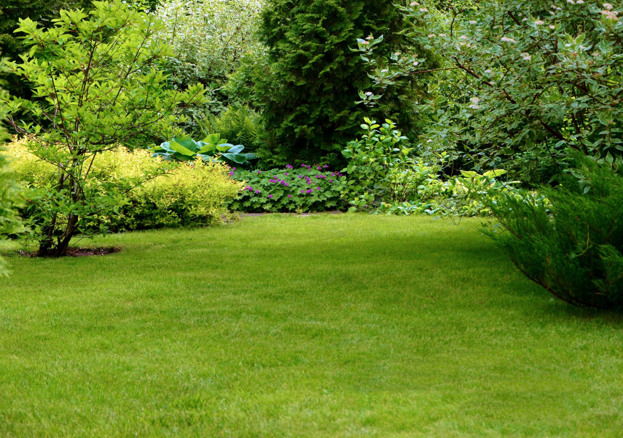 Plantas De Pasto Alto Para Paisajismo
