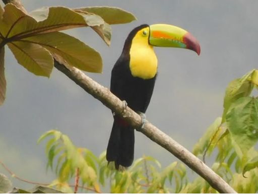 Tucanes De La Selva Tropical