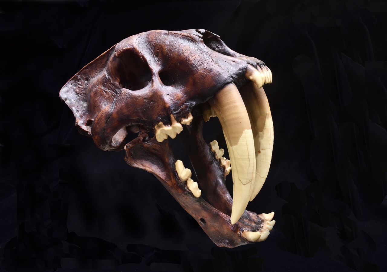 New sabertooth species unearthed in South Africa may provide glimpse ...