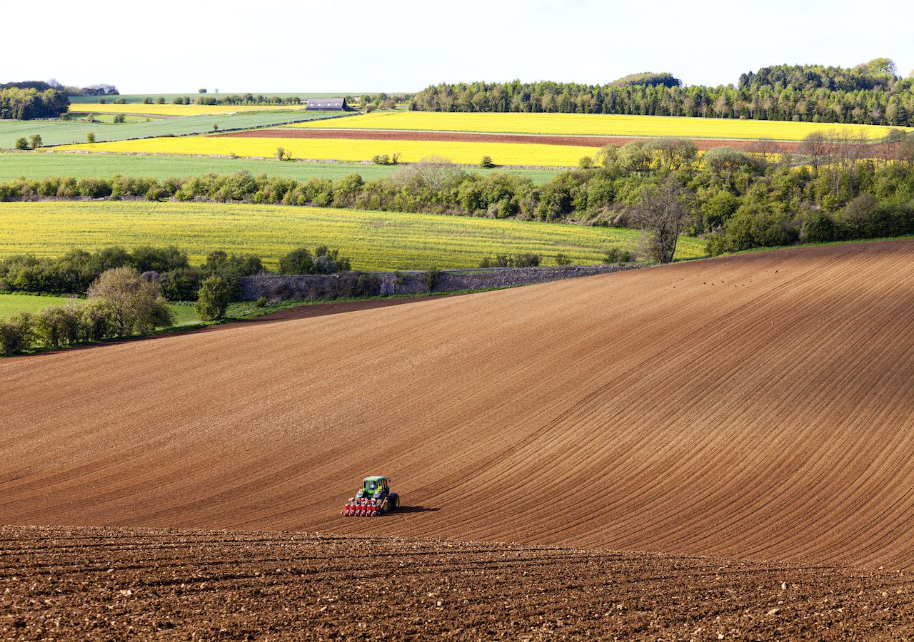 UK farm tree planting policy for net zero should be rethought, experts ...